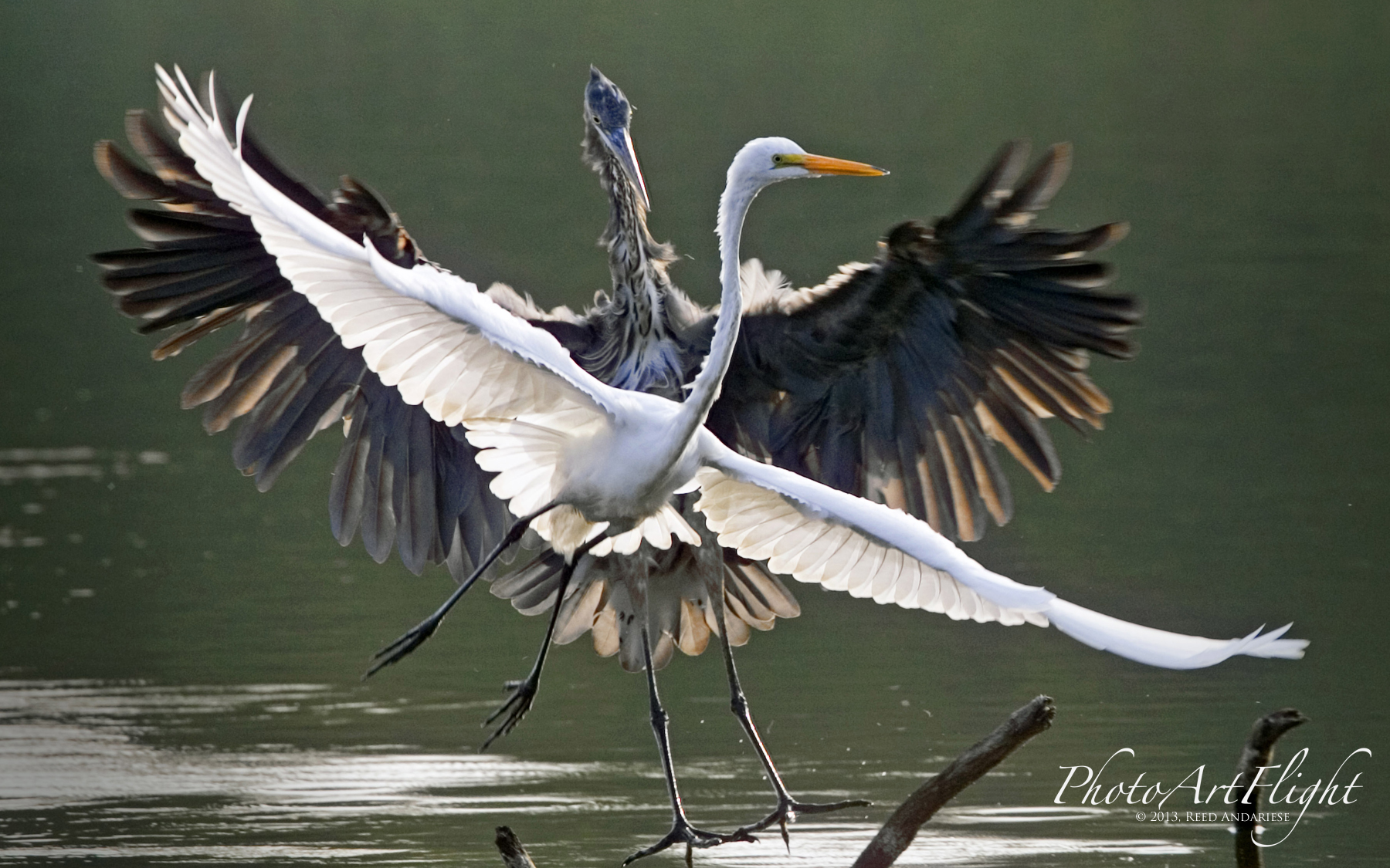 photoartflight | Nature and wildlife photography