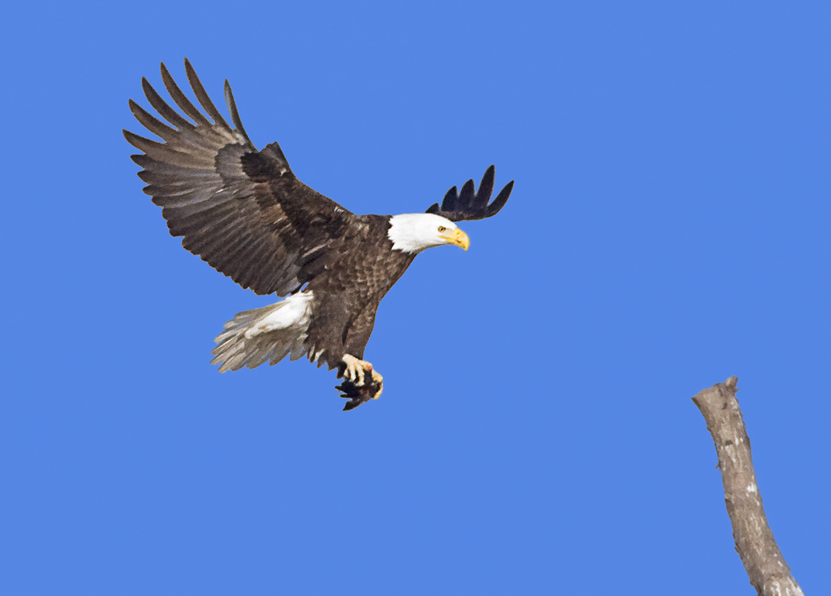 Bald Eagle in-Flight WITH Bright blue sky | photoartflight